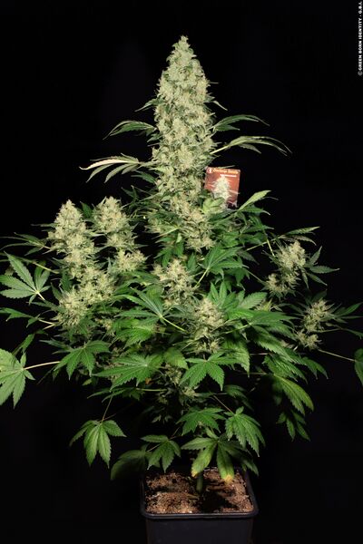 Serious Seeds