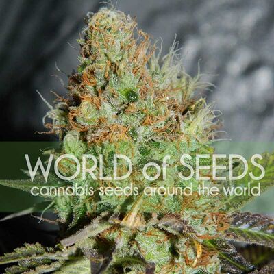 World of Seeds