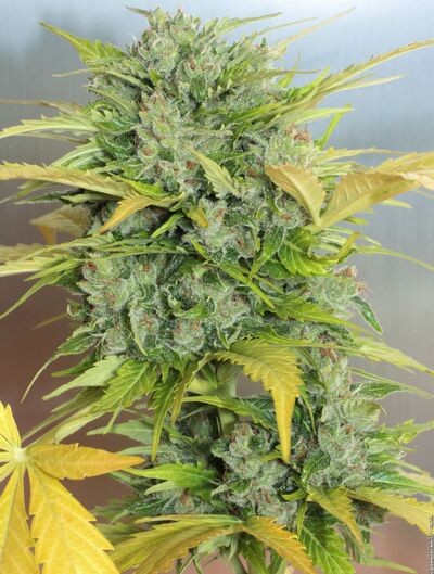 Serious Seeds